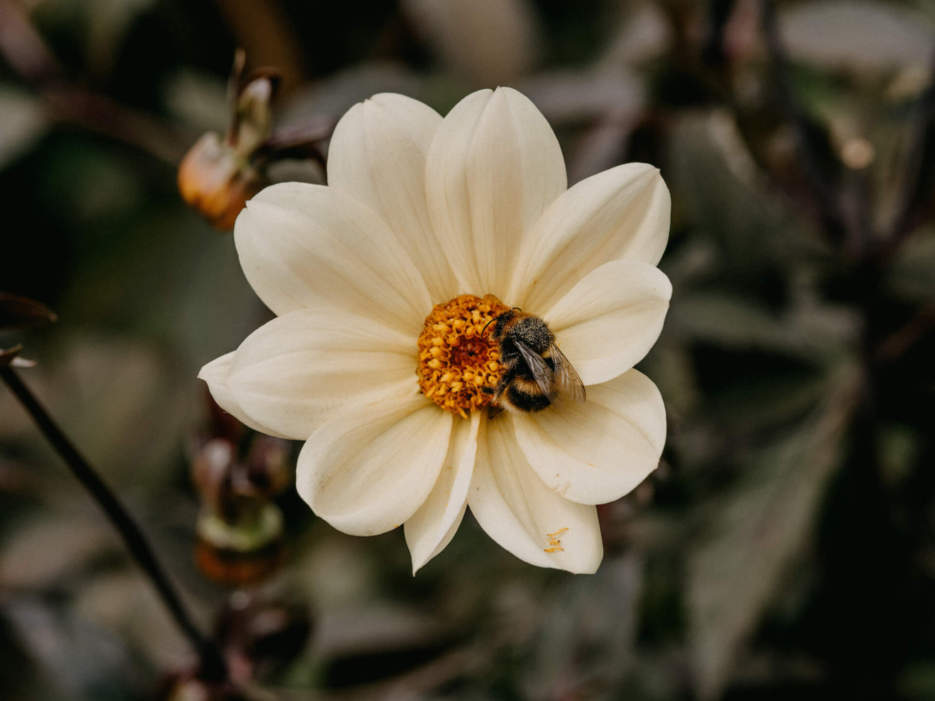 What Is Flower Photography